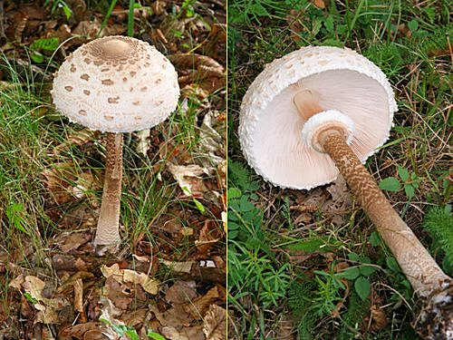 Amanita phalloides - muchomůrka zelená - myko.cz